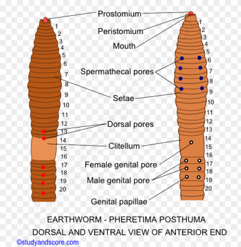 Free download | HD PNG intersegmental groove in earthworm PNG ...
