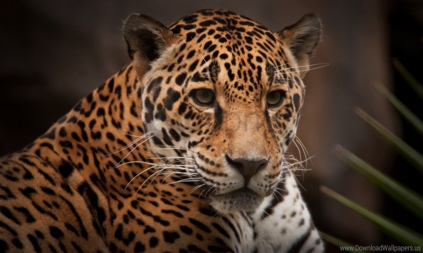 Free download | HD PNG jaguar predator wild cat wallpaper background ...