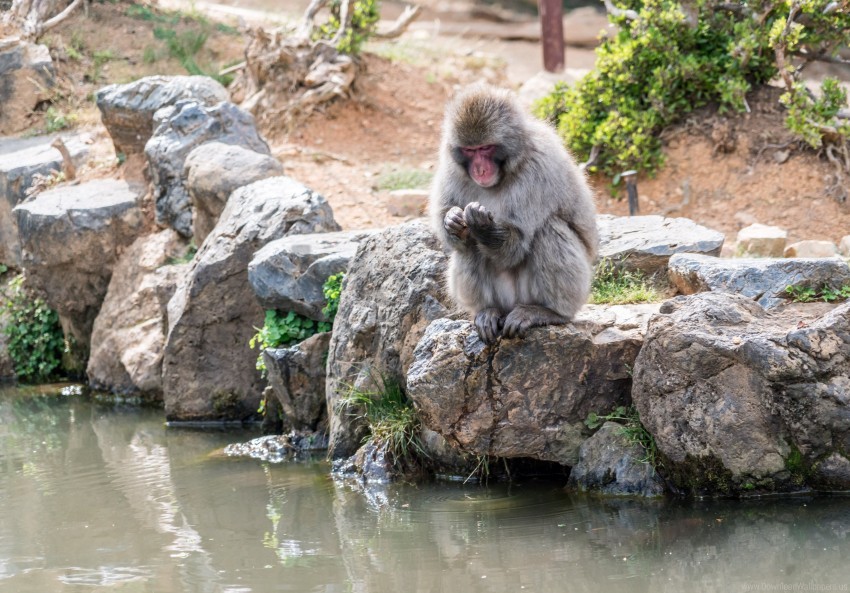 Free download | HD PNG japan monkey stones wallpaper background best ...