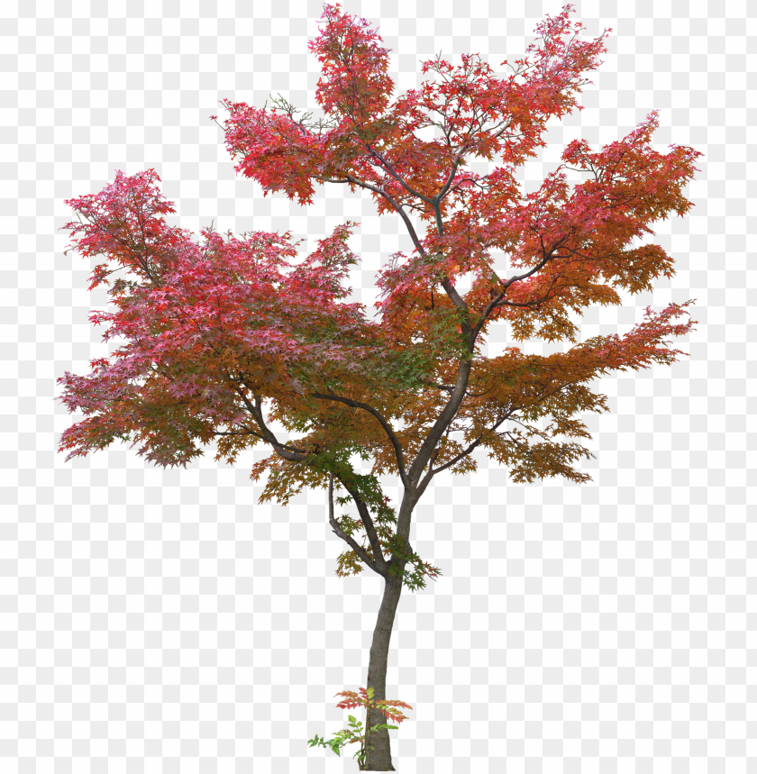 Free download | HD PNG japanese tree leaf plant red maple tree PNG ...