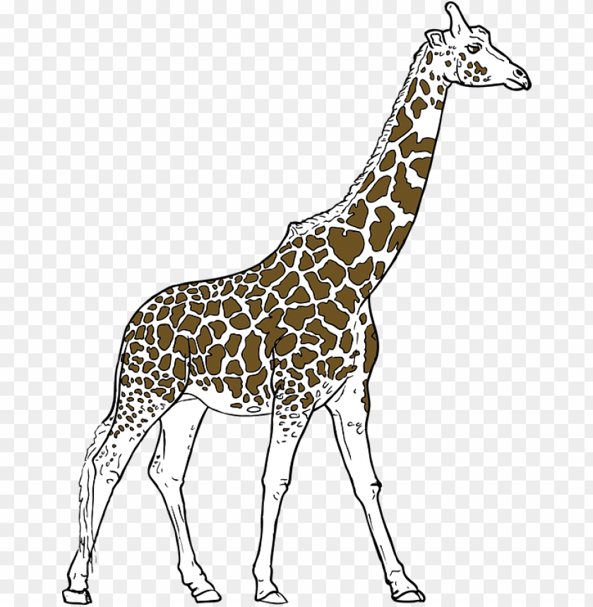 Free download | HD PNG jerapah PNG transparent with Clear Background ID ...