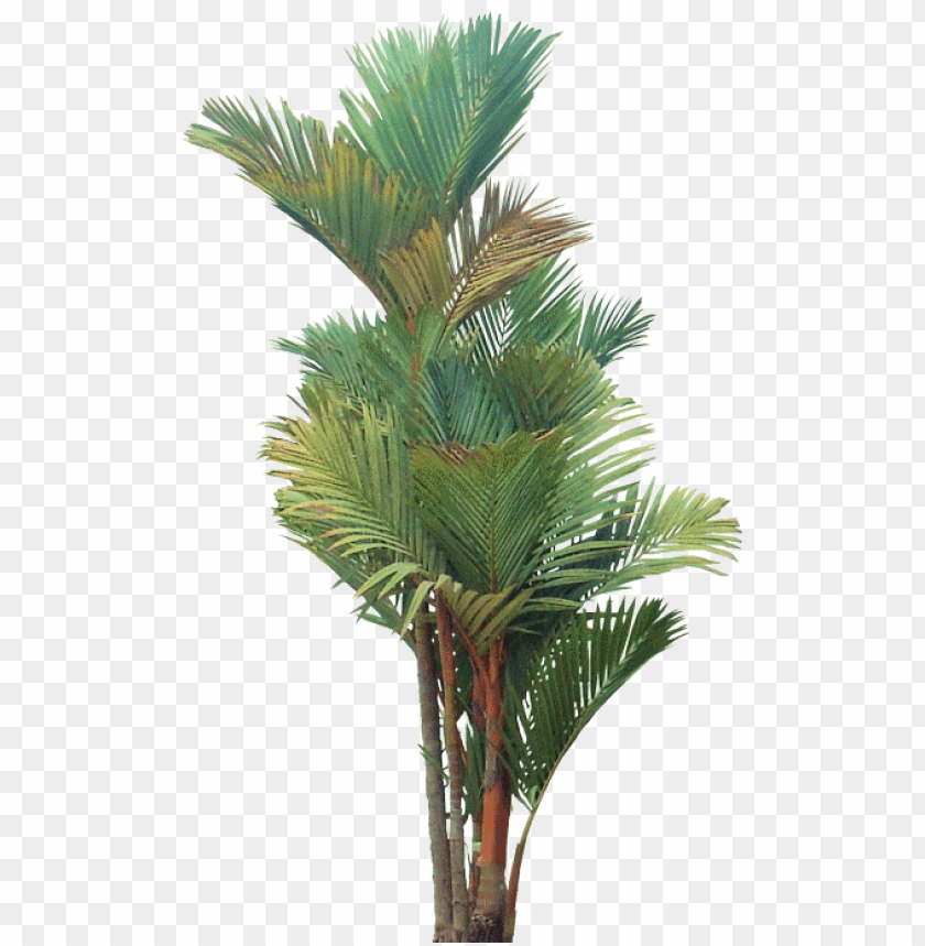 Free download | HD PNG joli tube red palm tree PNG transparent with ...