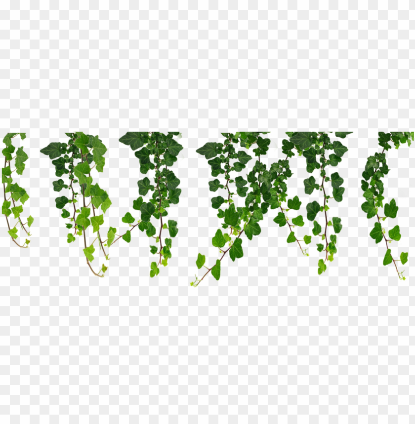 Free download | HD PNG jpg royalty free download hanging vines png by ...
