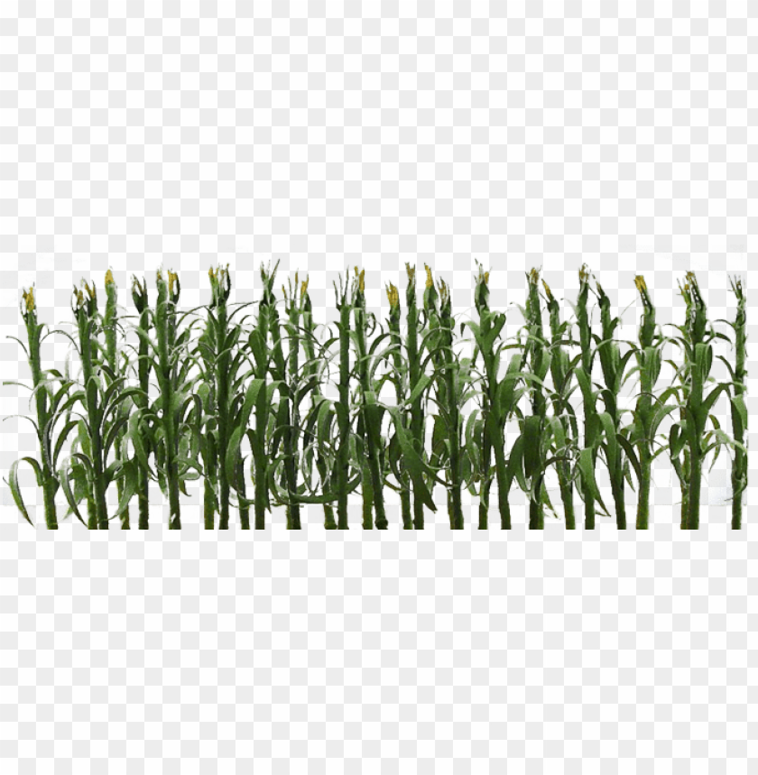 Free download | HD PNG jtt corn stalks o scale 0595512 PNG transparent ...