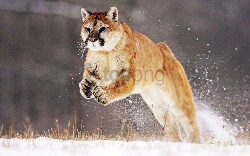 Free download | HD PNG jump puma snow winter wallpaper background best ...