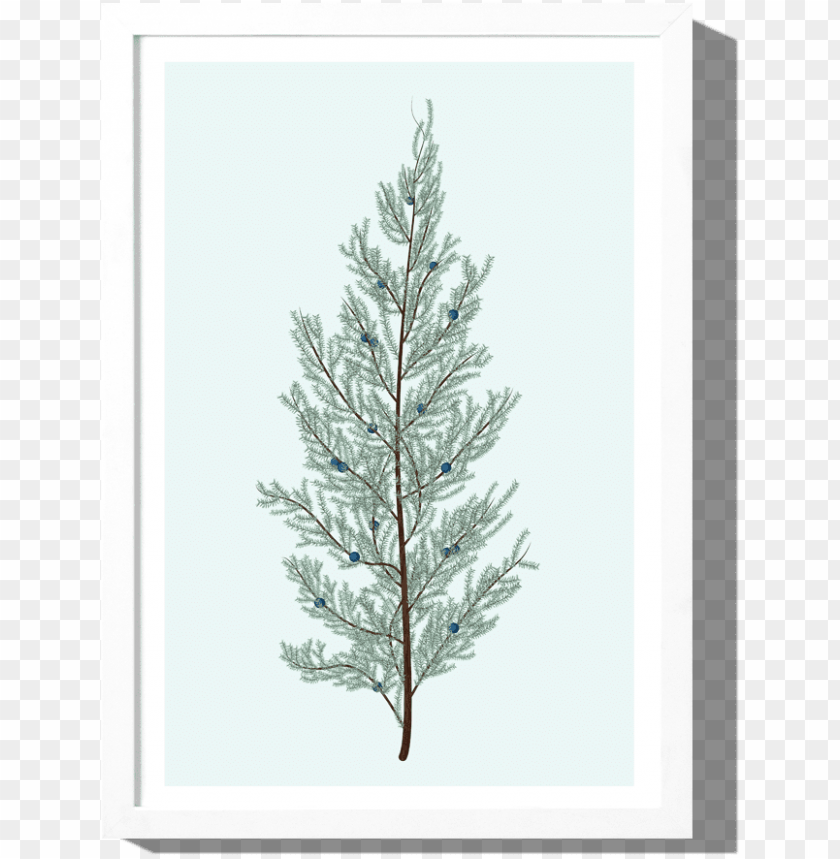 Free download | HD PNG juniper art print roo kee roo christmas tree PNG ...