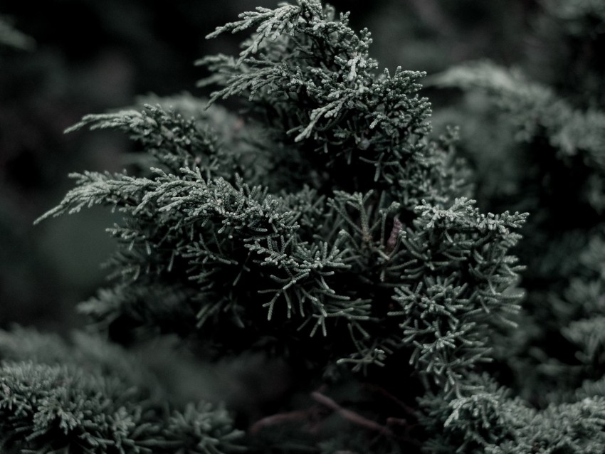 Blue Juniper cutout PNG & clipart images | TOPpng