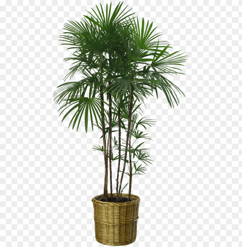 Free download | HD PNG just copy these plants and you can adjust them ...