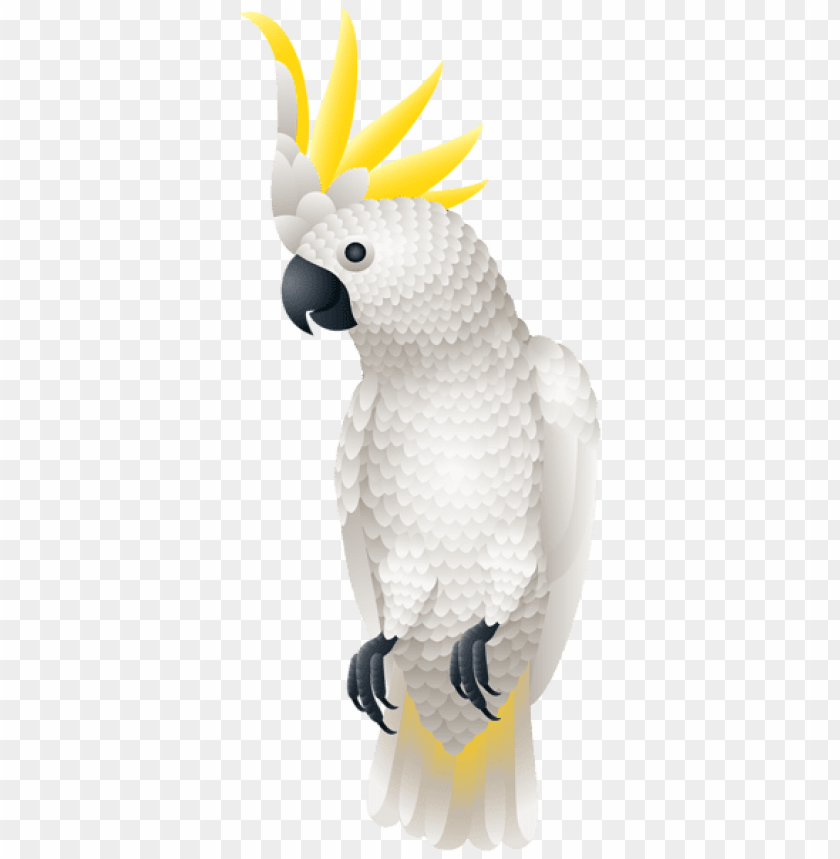 Download kakadu parrot png images background | TOPpng