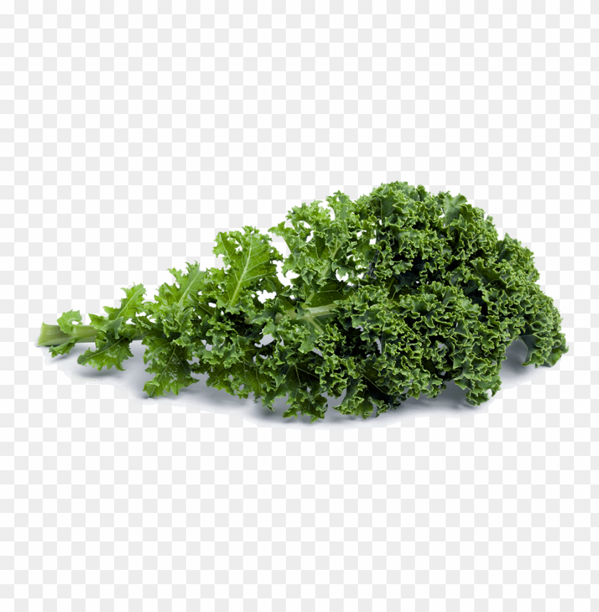 Free download | HD PNG kale PNG images with transparent backgrounds ...