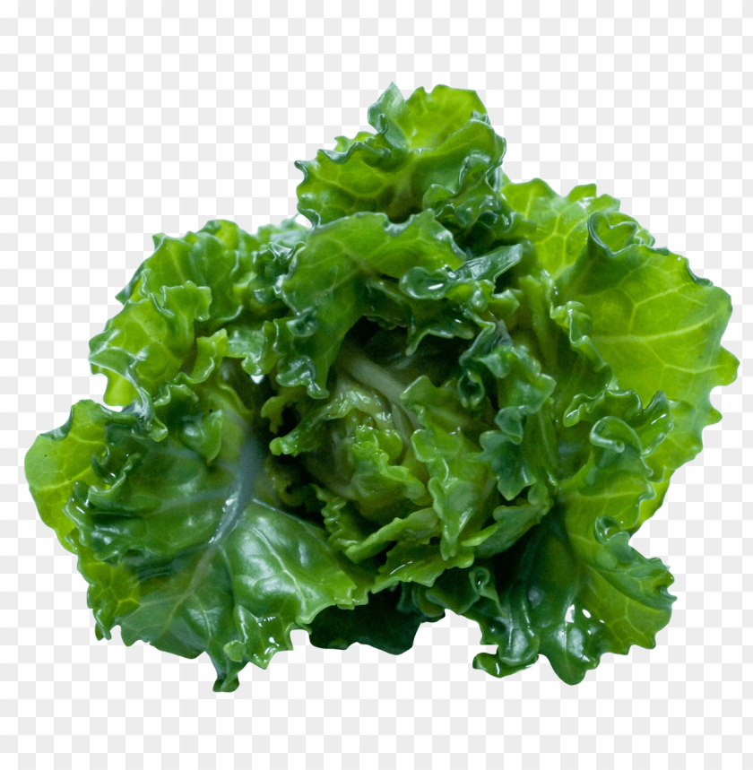 Free download | HD PNG curly green kale leaves png PNG images with ...