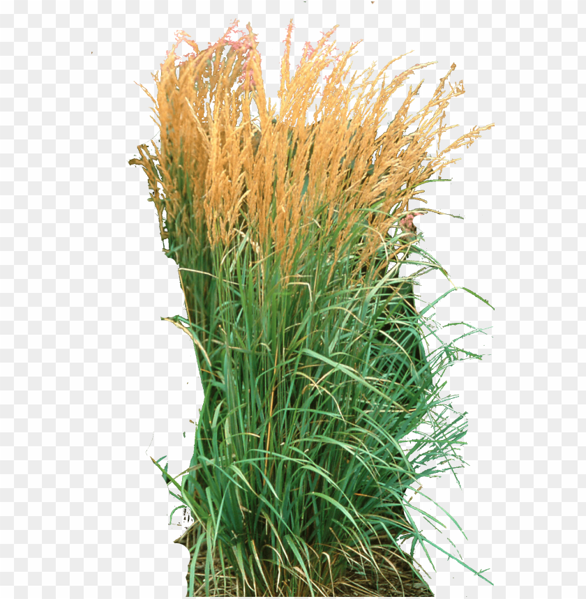 Free download | HD PNG karl foerster grass PNG transparent with Clear ...