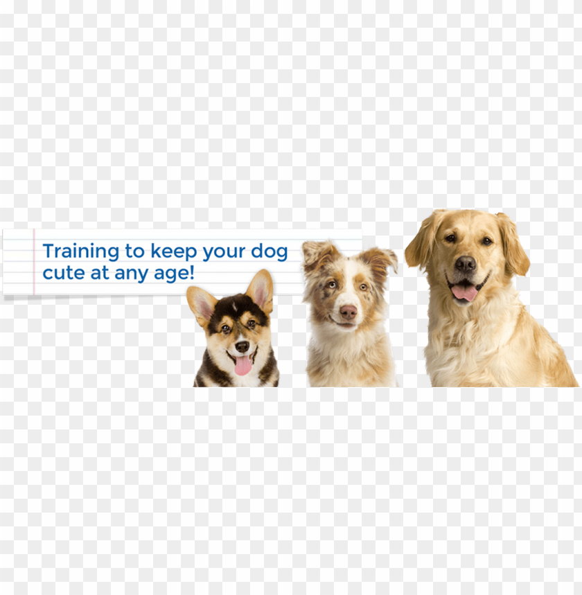Free download | HD PNG dog training advice infographic PNG transparent ...