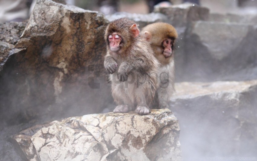 dsdsf-parrish - TOPpng