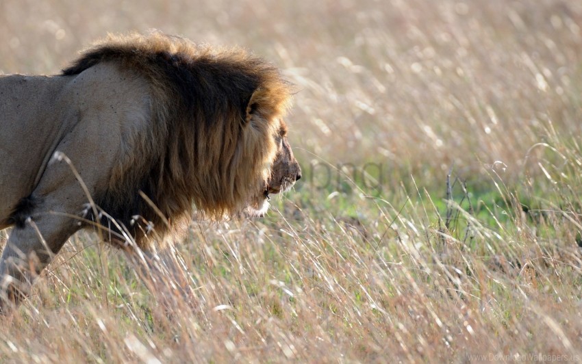 Free download | HD PNG king of beasts lion look wallpaper background ...