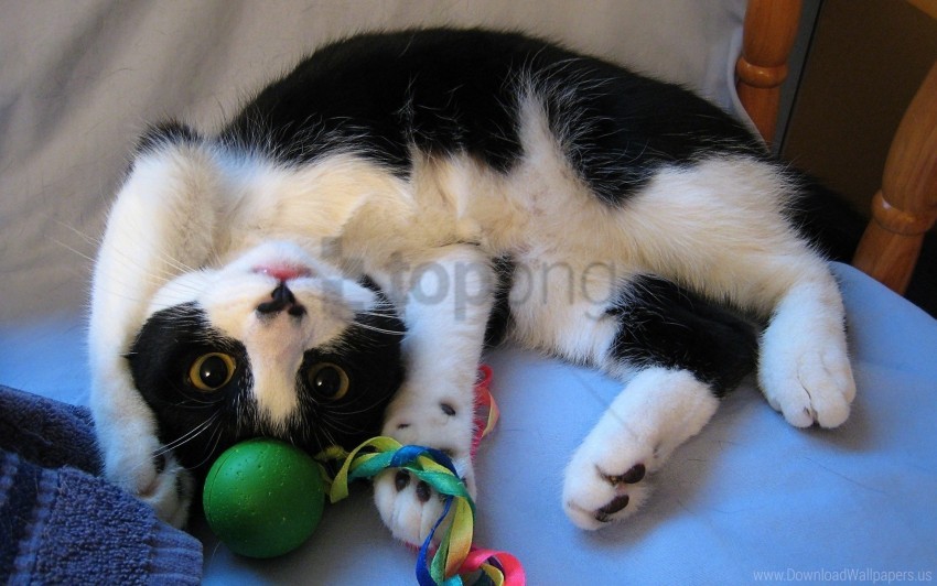 Feline Play cutout PNG & clipart images | TOPpng