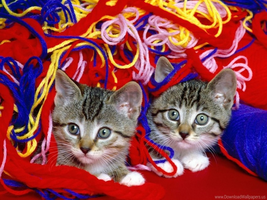 Free download | HD PNG kittens see steam thread wallpaper background ...