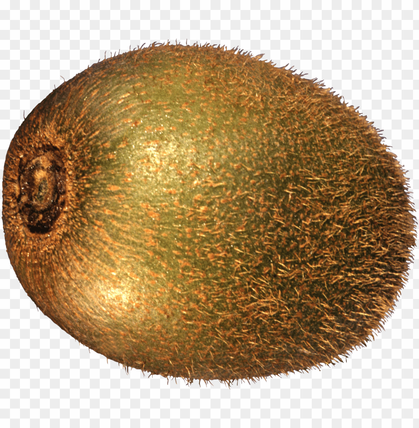 Free download | HD PNG kiwi PNG images with transparent backgrounds ...