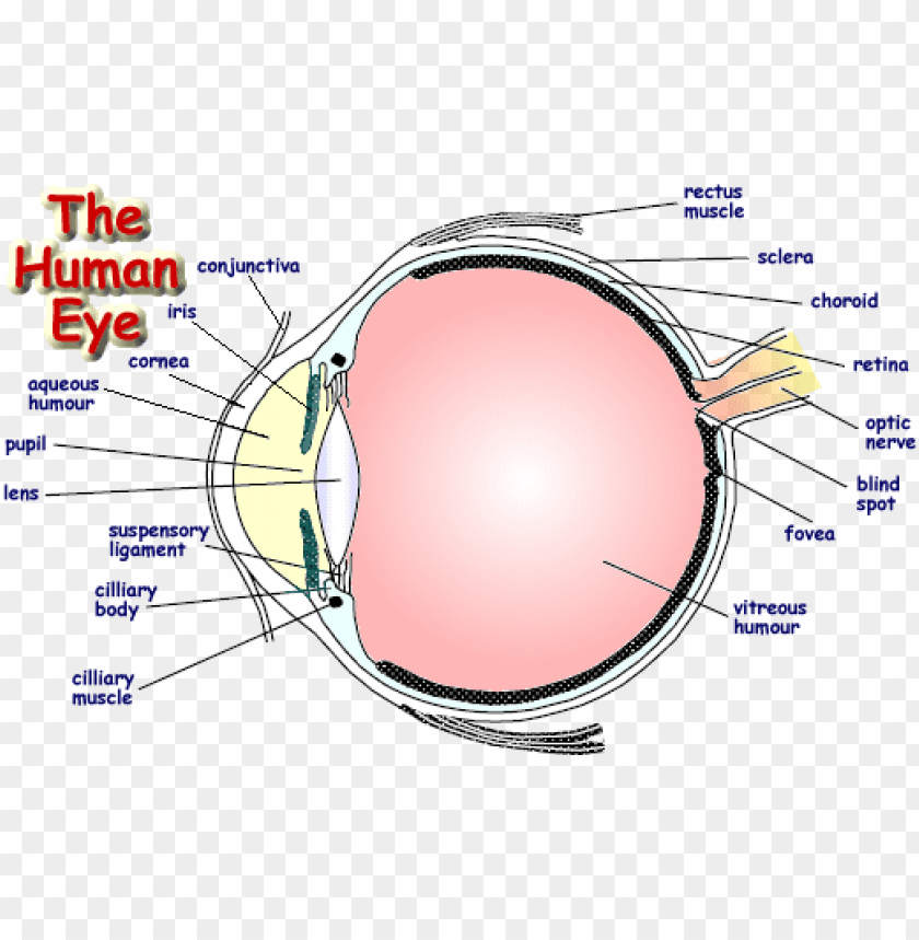 Free download | HD PNG labelled diagram of human eye PNG transparent ...