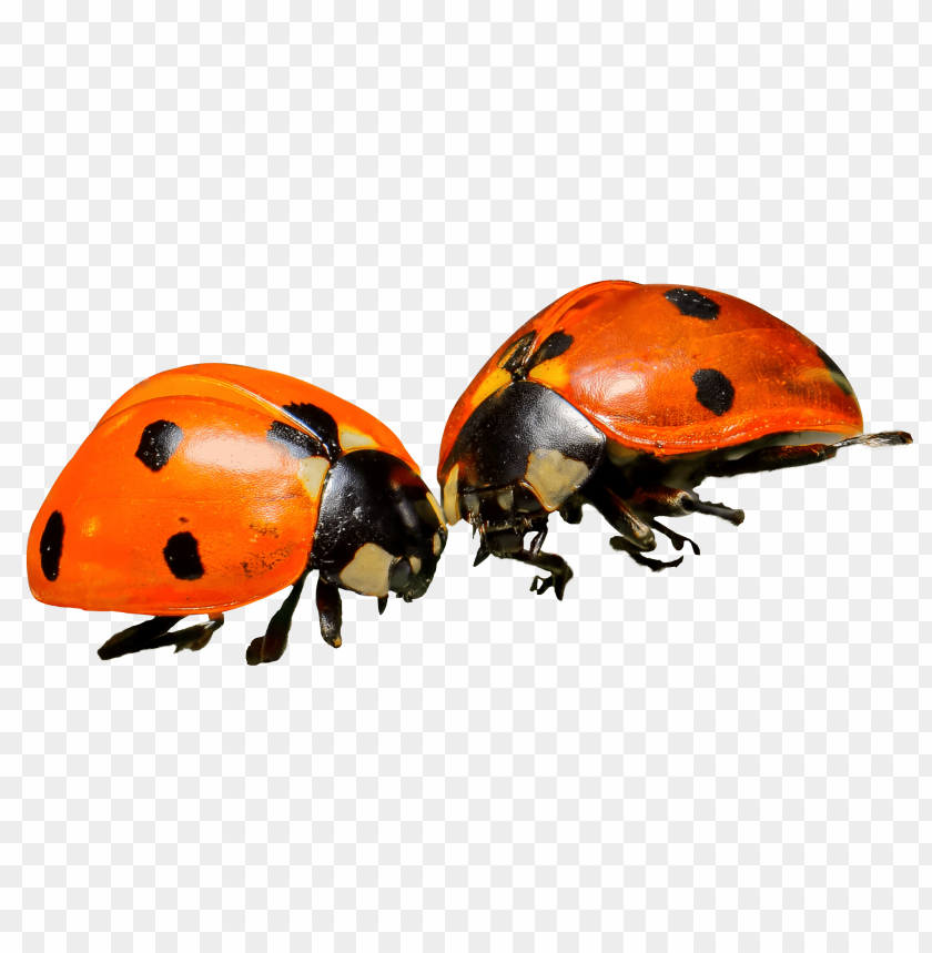 Free download | HD PNG ladybug standing png | TOPpng