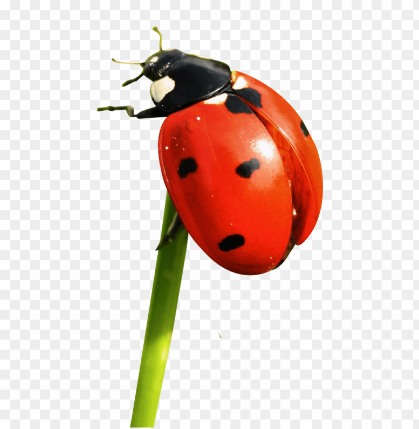 Free download | HD PNG ladybug | TOPpng