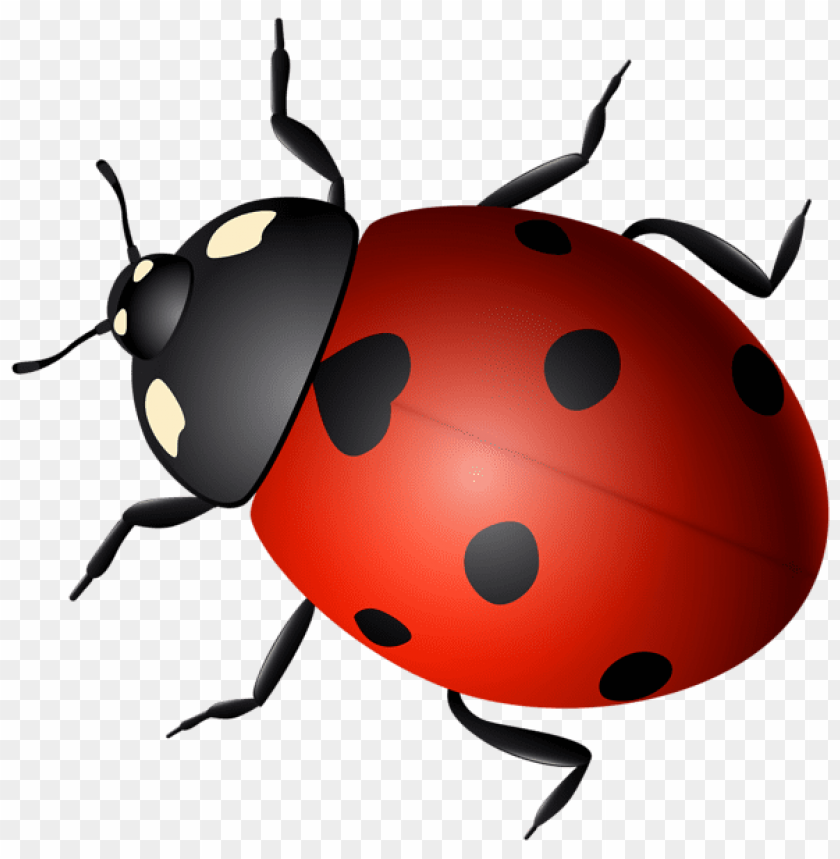 Free download | HD PNG PNG image of ladybug decorative transparent with ...
