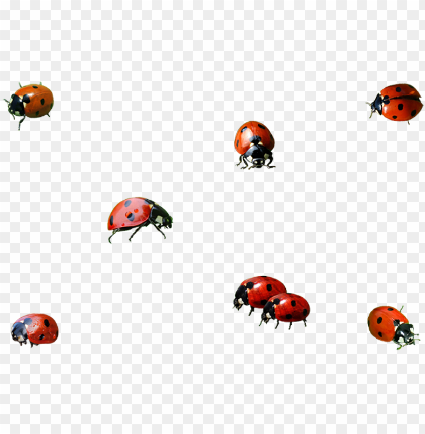 Free download | HD PNG ladybug insect png background image transparent ...