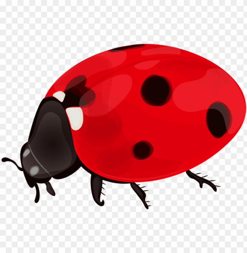 Free download | HD PNG ladybug png clip art ladybug PNG transparent ...