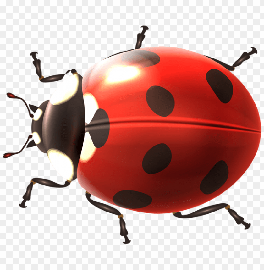 Free download | HD PNG PNG image of ladybug transparent with a clear ...