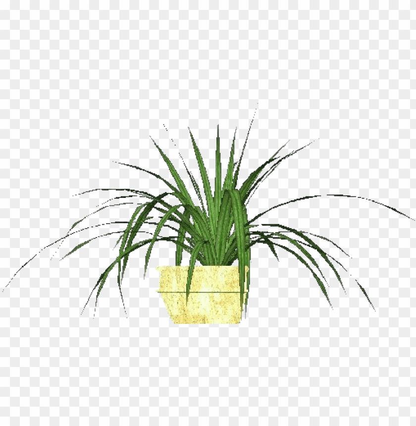 Free download | HD PNG lantas 3d falangio tillandsia air plant PNG ...