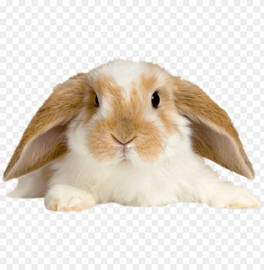 Free download | HD PNG lapin PNG transparent with Clear Background ID ...