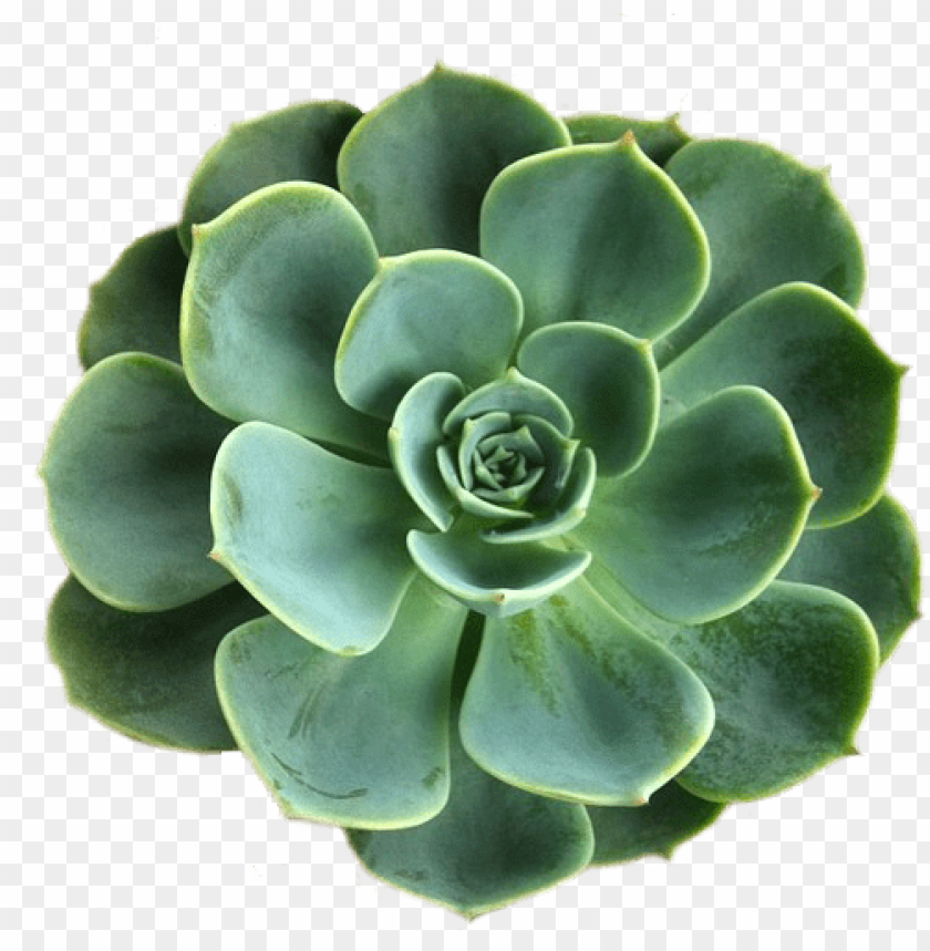 Free download | HD PNG succulent plant png PNG transparent with Clear ...