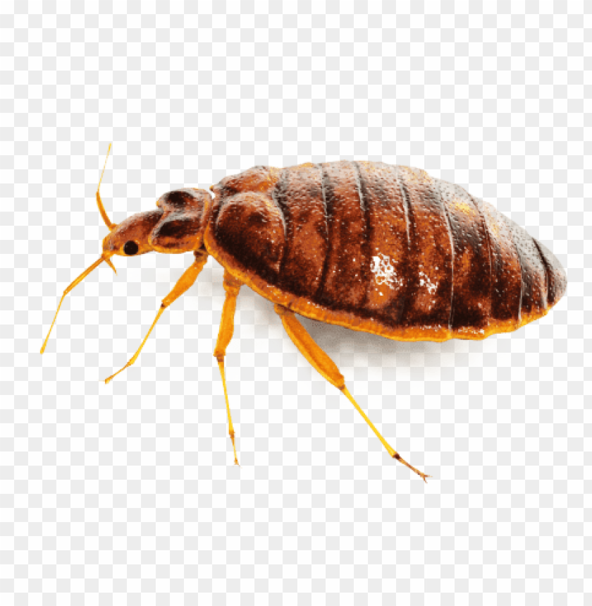 Free download | HD PNG large bed bug | TOPpng