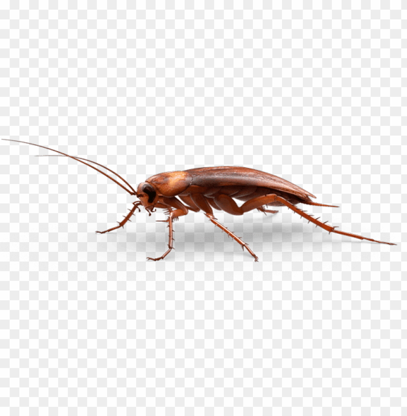 Free download | HD PNG large cockroach | TOPpng