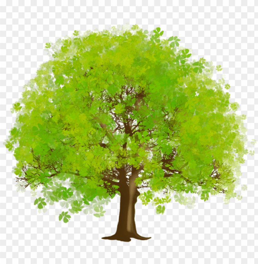 Free download | HD PNG PNG image of bright green tree with thin trunk ...