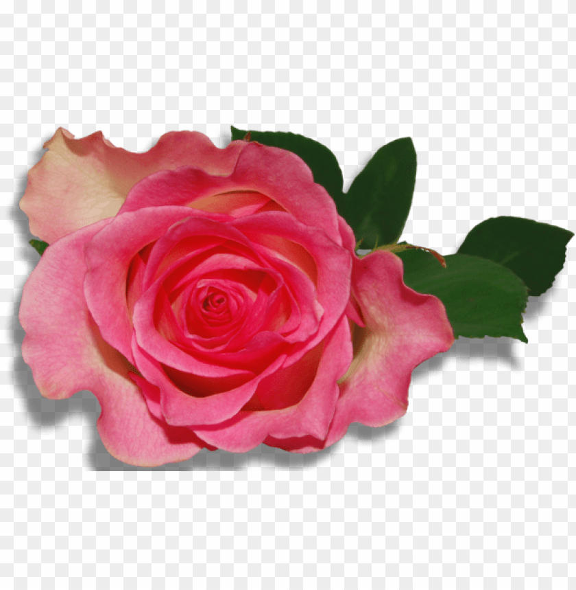 Free download | HD PNG PNG image of large nature rose with a clear ...