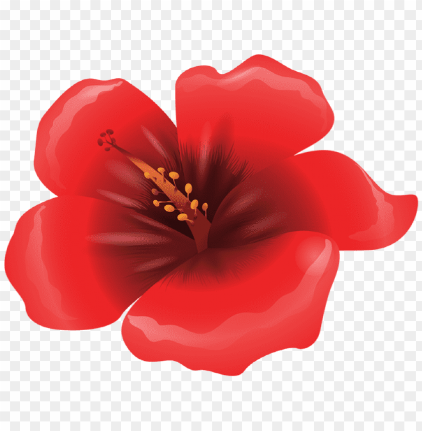 Free download | HD PNG PNG image of large red flower with a clear ...