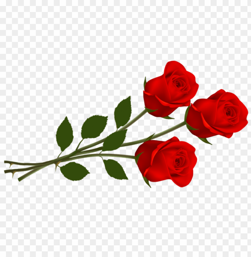 Free download | HD PNG PNG image of large red roses with a clear ...