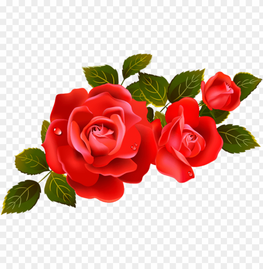 Free download | HD PNG PNG image of large red roseselement with a clear ...