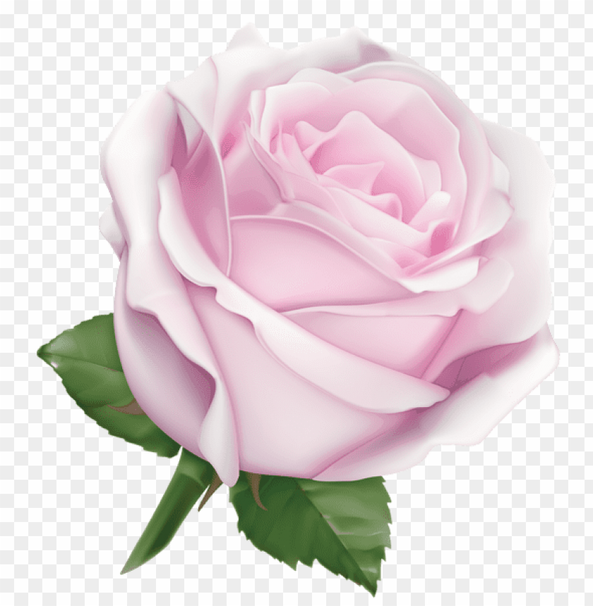 Free download | HD PNG PNG image of large soft pink rose with a clear ...