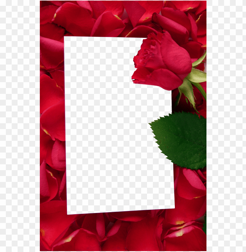 Free download | HD PNG large transparent vertical frame with red roses ...