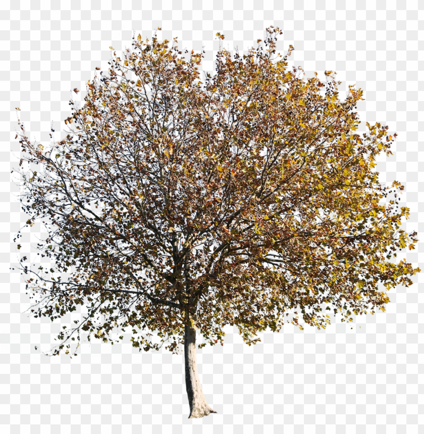 Free download | HD PNG latanus occidentalis autumn cutout autumn tree ...