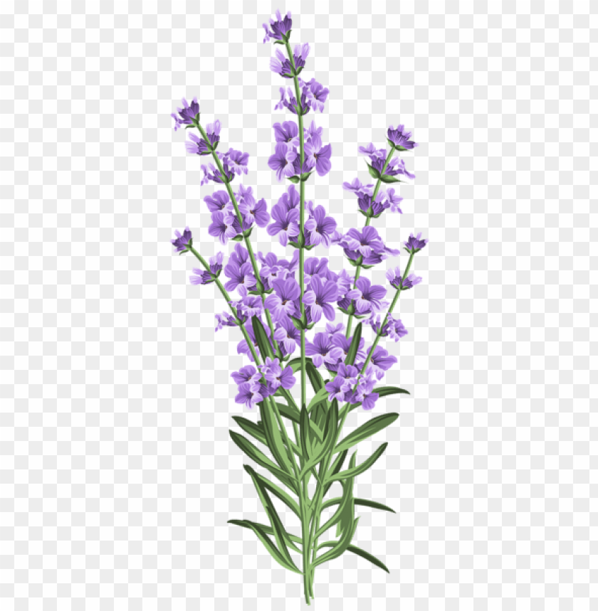 Free download | HD PNG PNG image of lavender flower with a clear ...