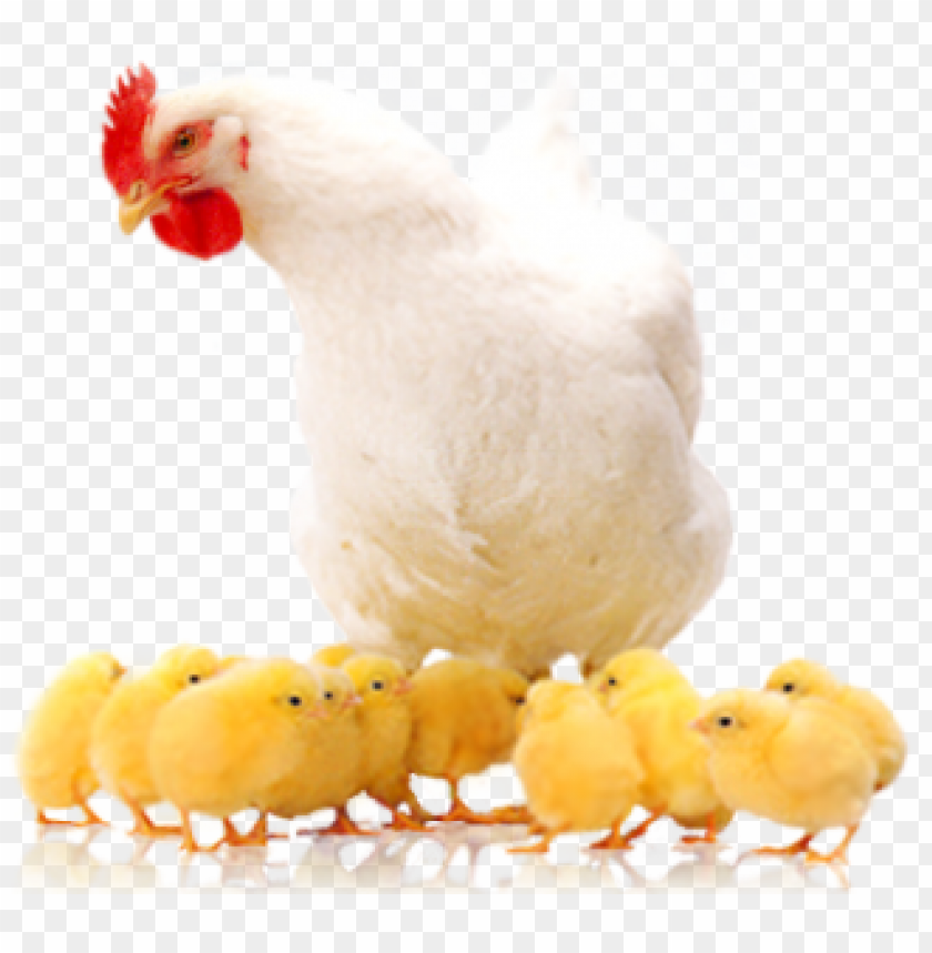 Free download | HD PNG layer hen rearing poultry PNG transparent with ...