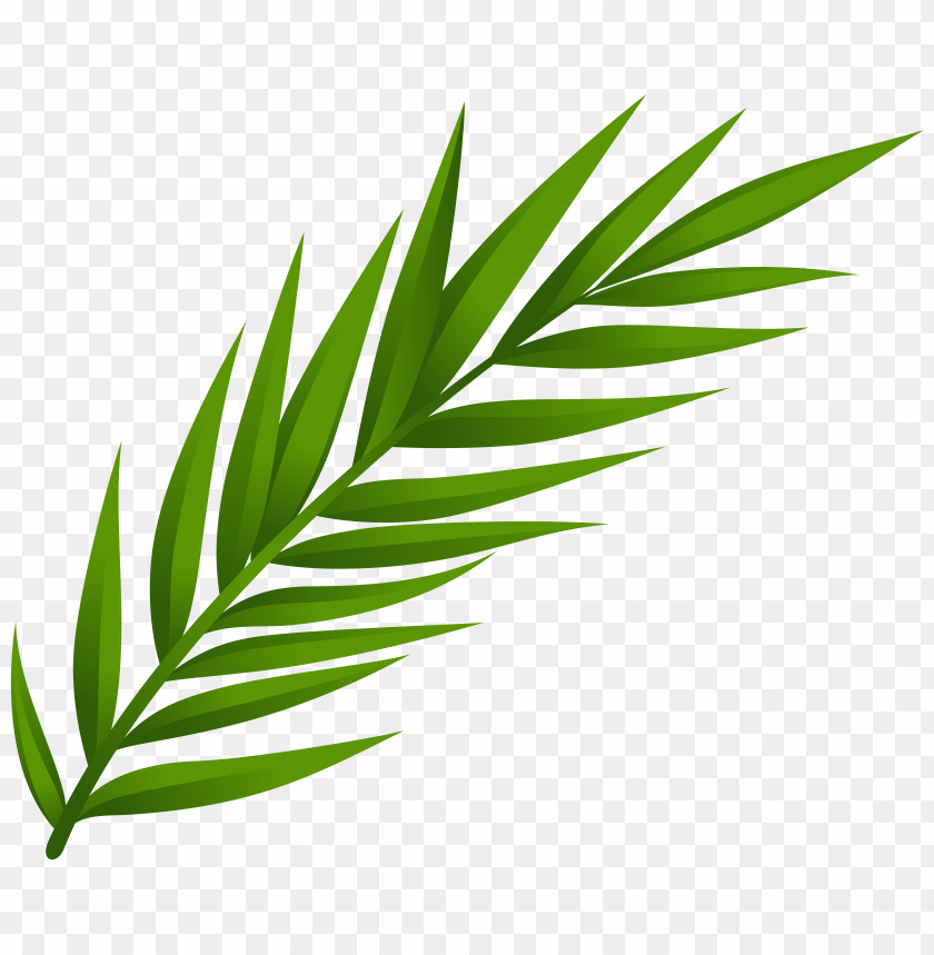 Free download | HD PNG simple green leaf transparent clipart png photo ...