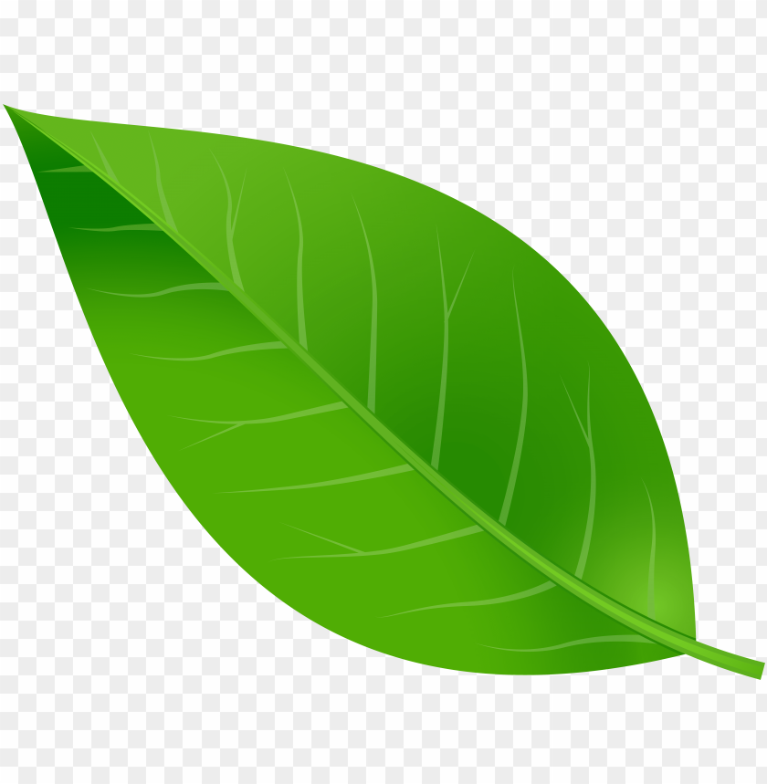 Free download | HD PNG leaf PNG transparent with Clear Background ID ...