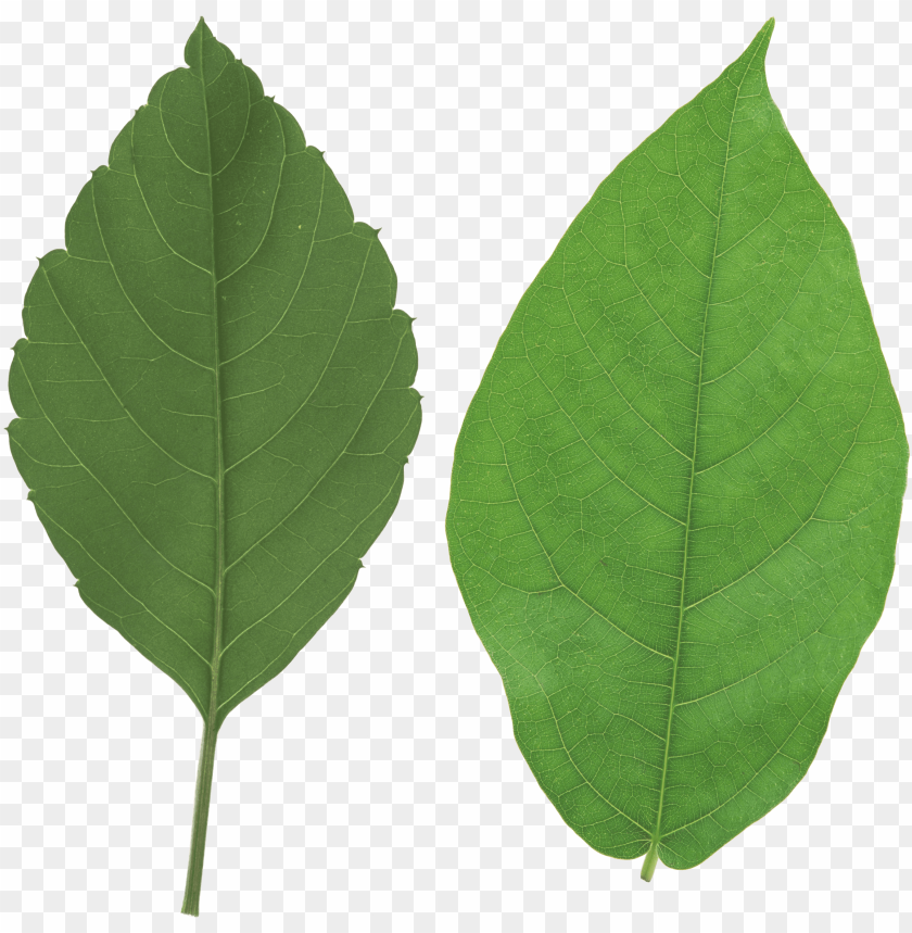 Free download | HD PNG leaf PNG transparent with Clear Background ID ...
