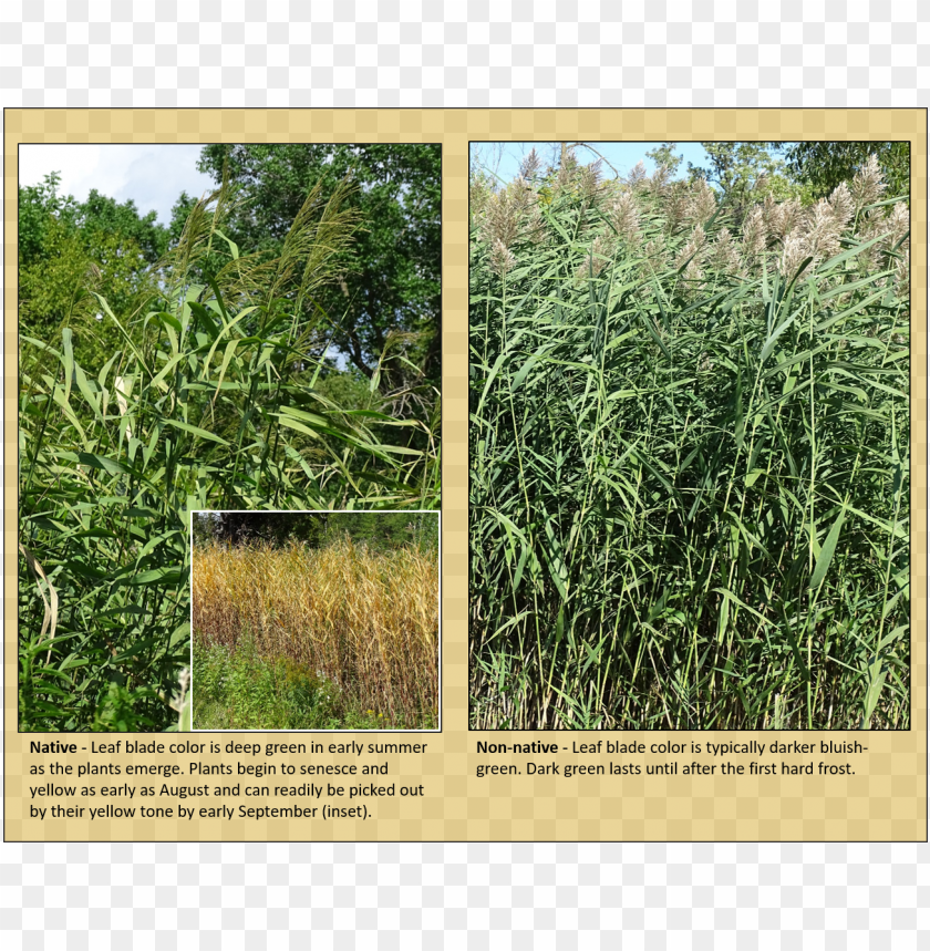 Free download | HD PNG leaf blade color common reed PNG transparent ...