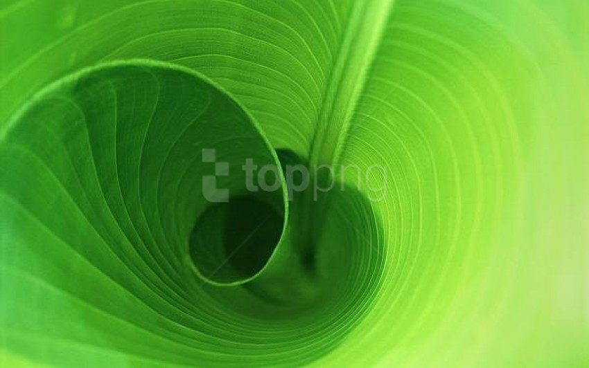 Free download | HD PNG leaf curl background best stock photos - Image ...