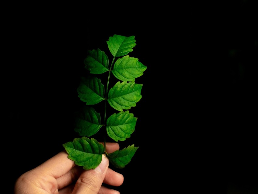 Free download | HD PNG leaf hand plant branch green 4k wallpaper | TOPpng